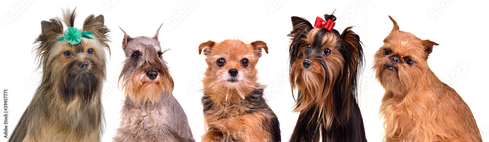 Poster Group of little dogs portraits – Wall Art | UkPosters