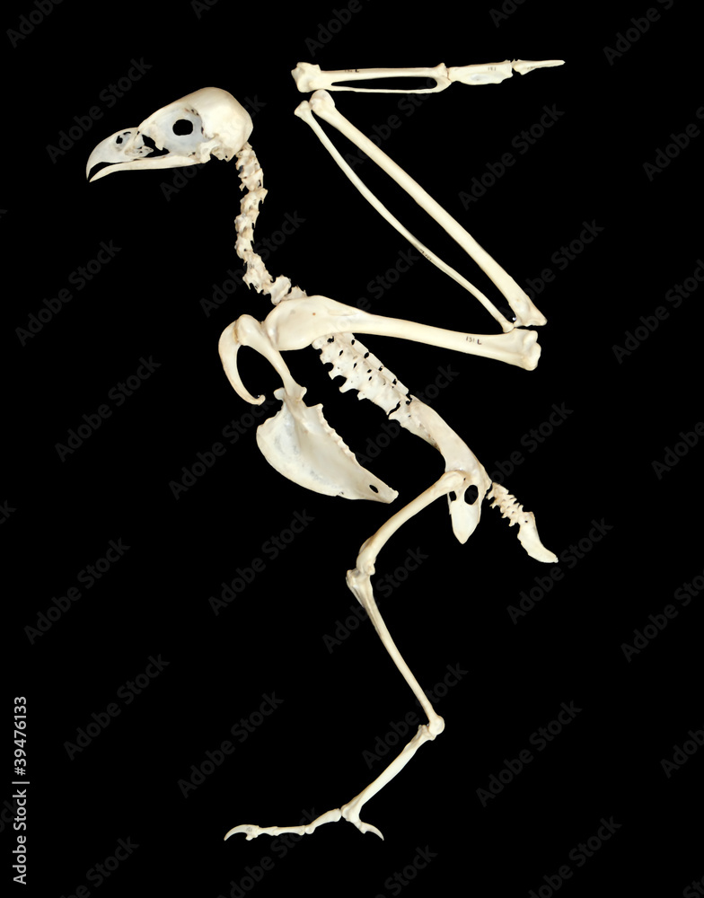 esqueleto de ave Stock Photo | Adobe Stock