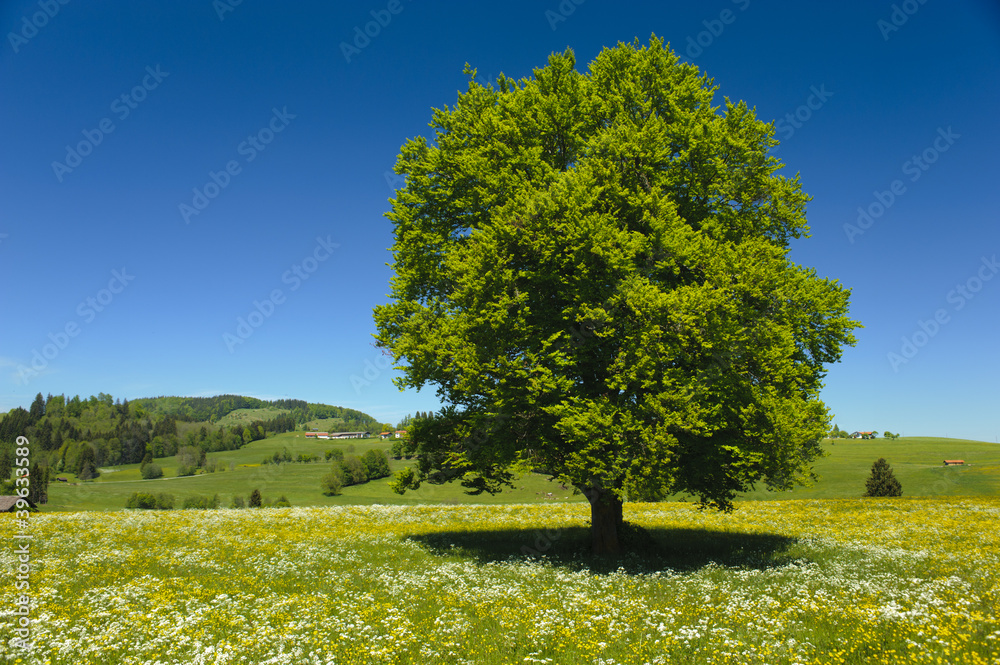 Baum Buche Stock-Foto | Adobe Stock