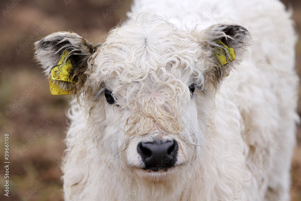 Galloway-Rind (Kalb) Stock-Foto | Adobe Stock