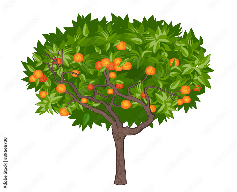 Mandarin tree Vektor Stok | Adobe Stock