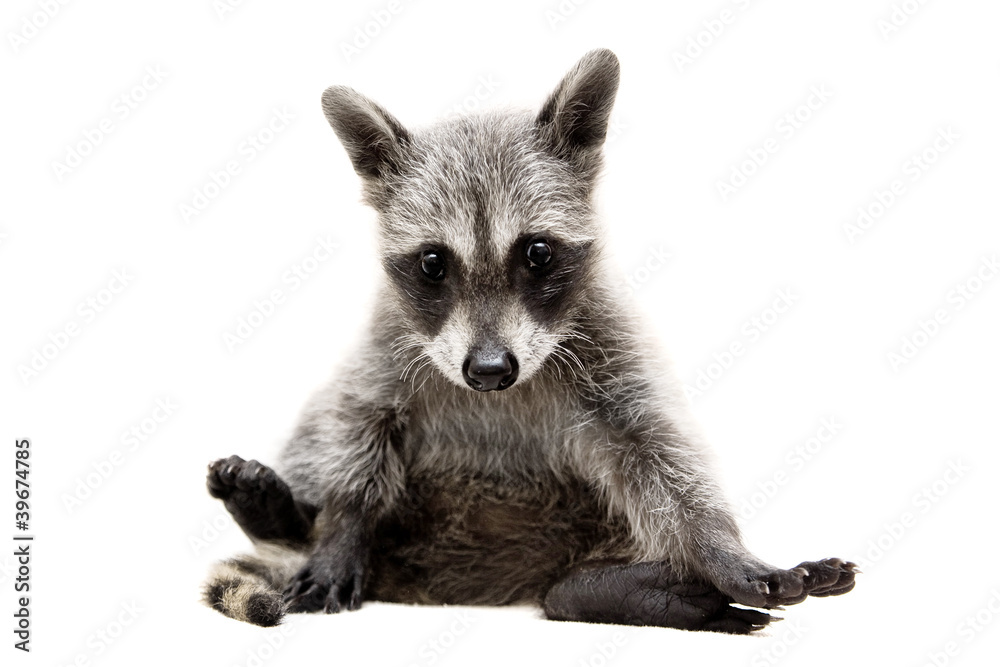 baby raccoon - Procyon lotor in front of a white background Stock Photo ...