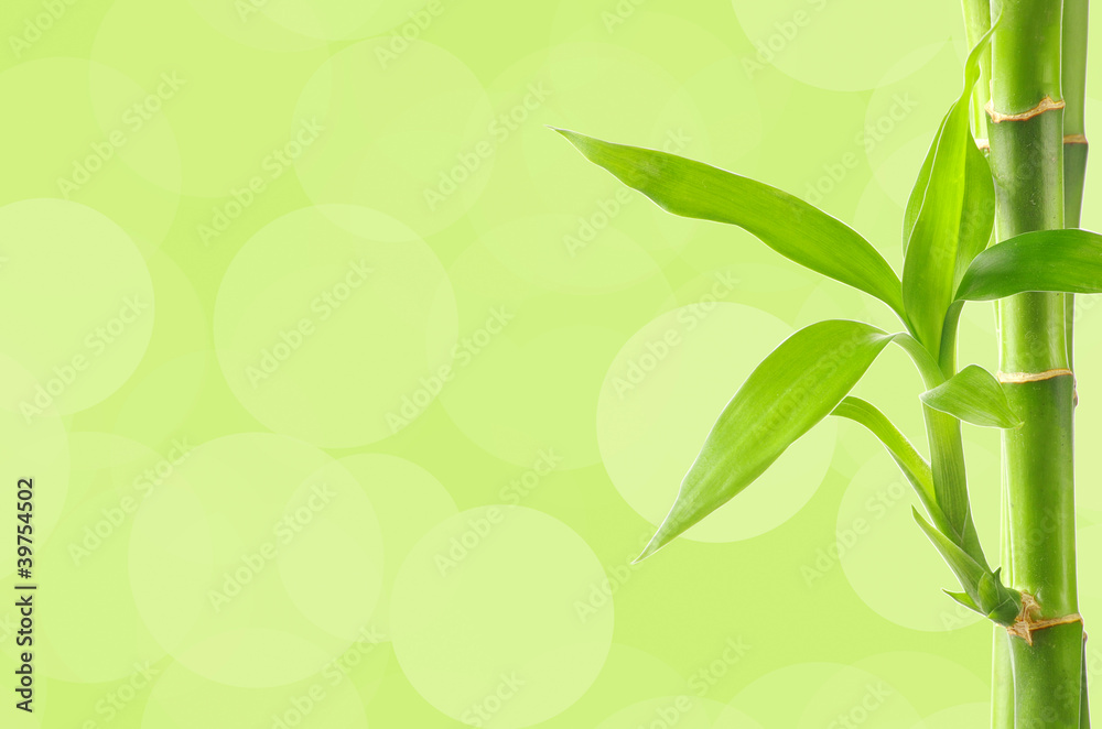 Bamboo background Stock Photo | Adobe Stock