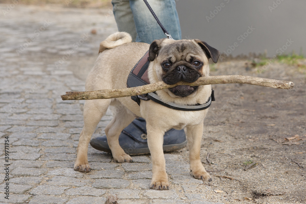 Mops Stock-Foto | Adobe Stock