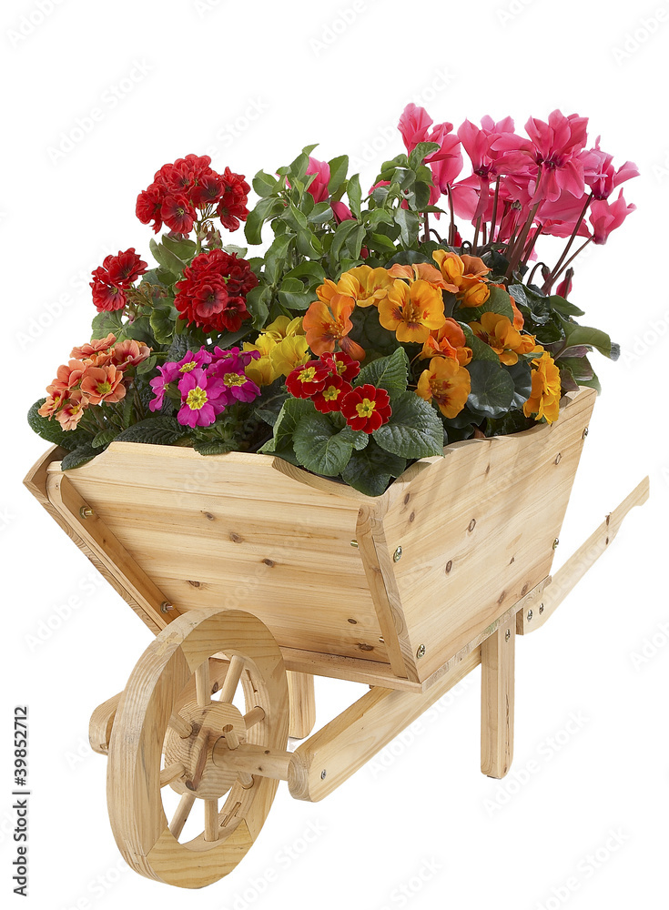 Brouette en fleur Stock Photo | Adobe Stock