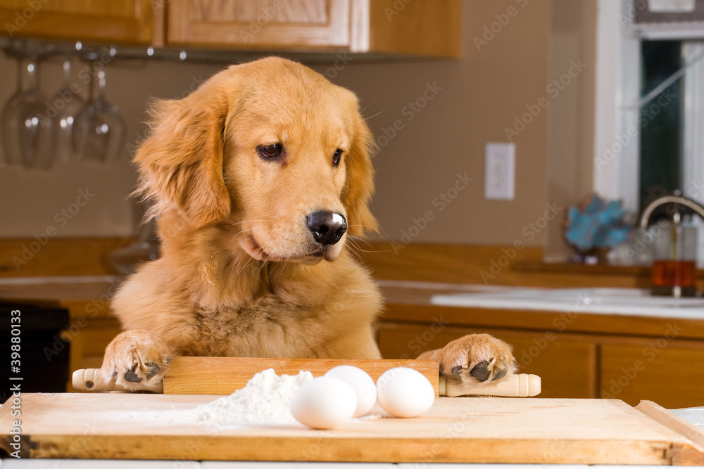 Dog In The Kitchen Cooking