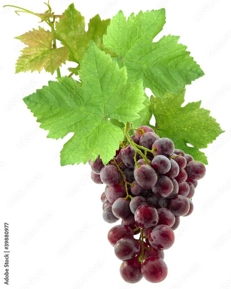 grappe de raisin avec feuilles de vigne Stock Photo | Adobe Stock