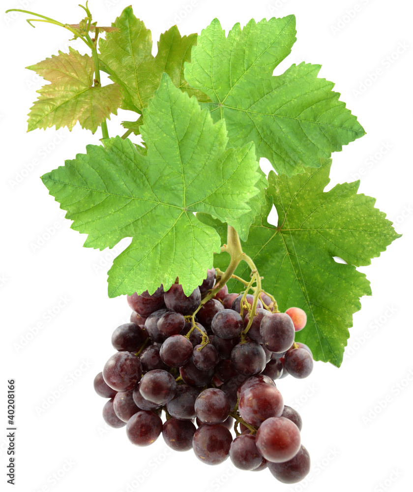 grappe de raisin rose avec feuilles de vigne Stock Photo | Adobe Stock