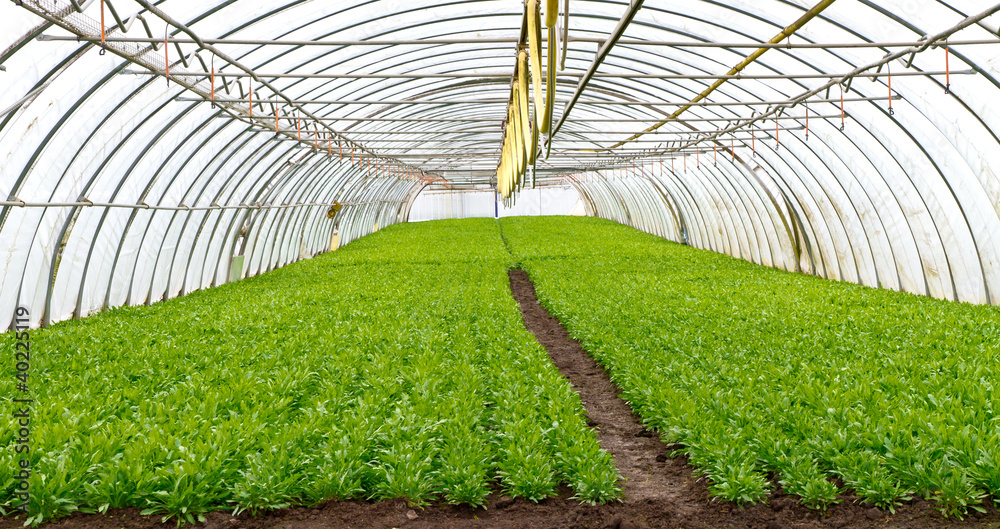 Großes Treibhaus mit Sprösslingen Stock-Foto | Adobe Stock