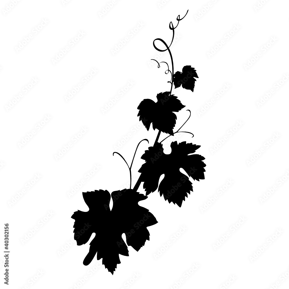 Weinrebe Stock-Vektorgrafik | Adobe Stock