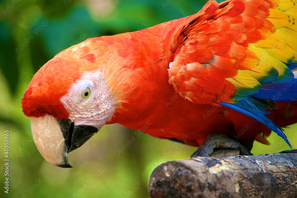 Red Macaw, Parrot, Copan Ruins, Honduras Stock Photo | Adobe Stock
