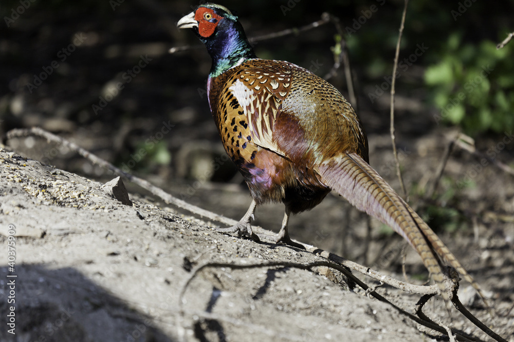 The Common Mongolian Ringneck Male Pheasant Stock Photo | Adobe Stock