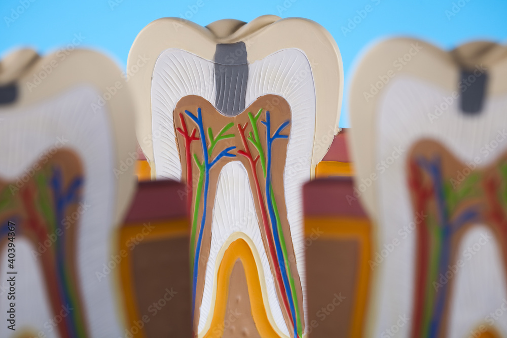 Anatomy of the tooth Stock Photo | Adobe Stock