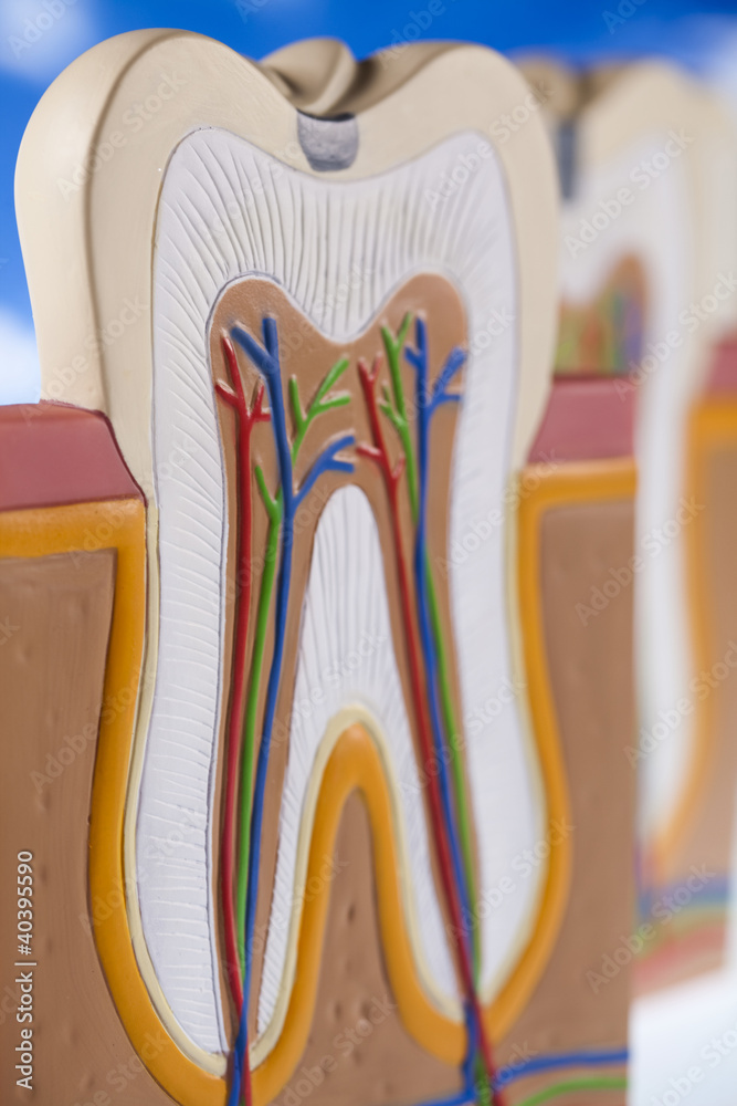 Tooth anatomy Stock Photo | Adobe Stock