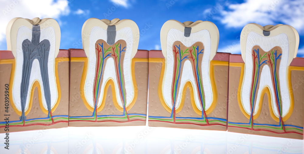 Anatomy of the tooth Stock Photo | Adobe Stock