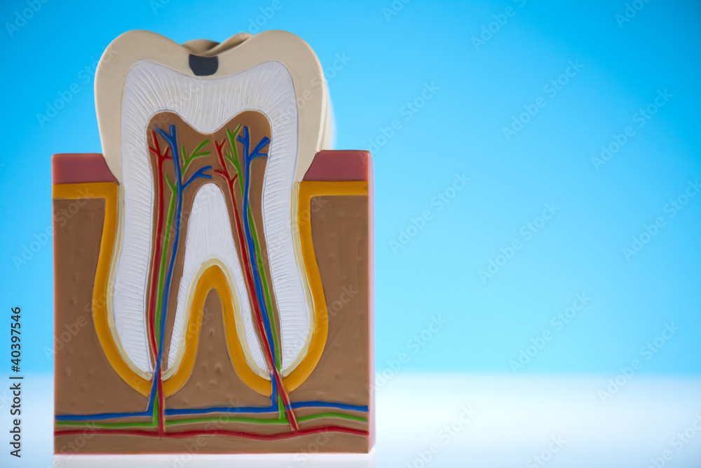 Tooth Stock Photo | Adobe Stock