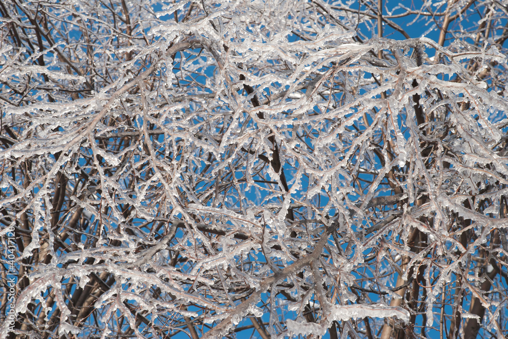 The iced over branches of trees Stock Photo | Adobe Stock
