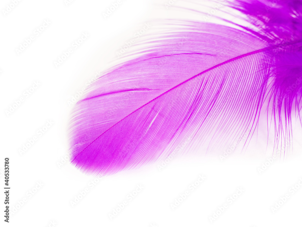 Purple Feather Stock Photo | Adobe Stock