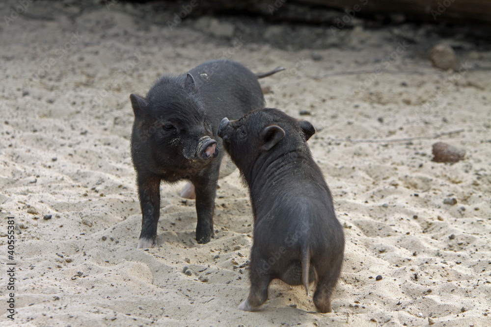 Ferkel Stock-Foto | Adobe Stock