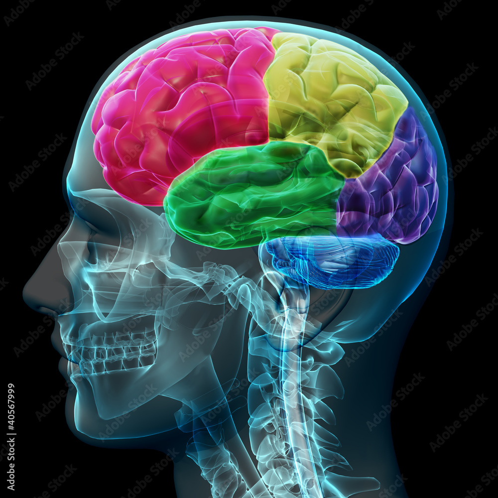 Colored sections of a male human brain ,x ray concept. ilustração do ...