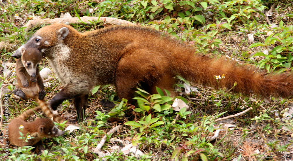 Coatimundi baby, Tikal, Mayan ruins, Guatemala, Central-America Stock ...