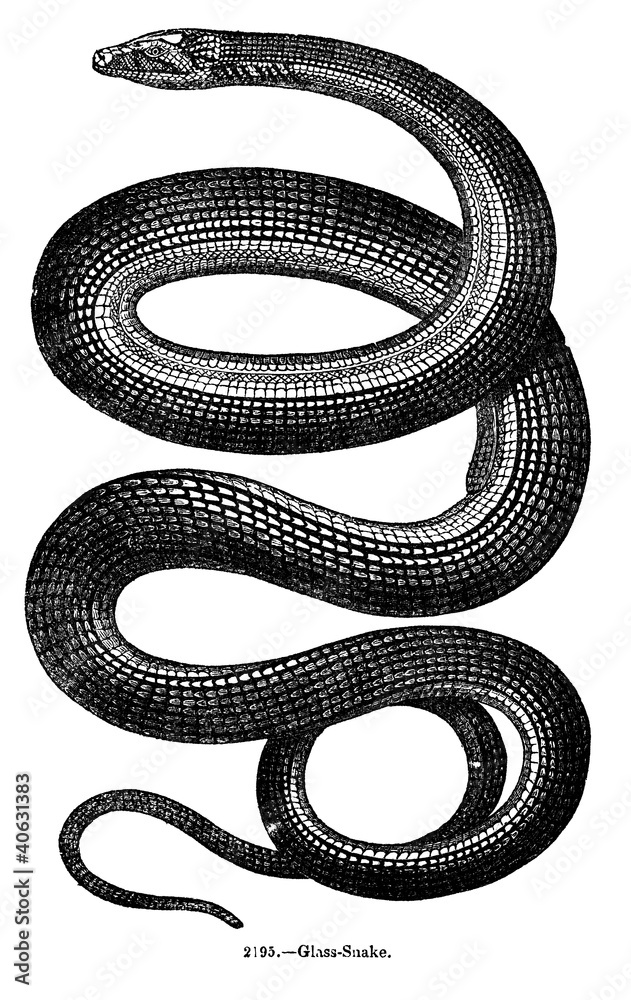 Vintage Snake Engraving Stock Illustration | Adobe Stock