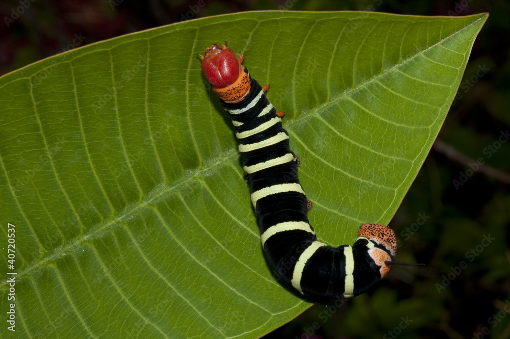 Frangipani tree (flower) and large (6-inch) red-footed zebra-colored ...