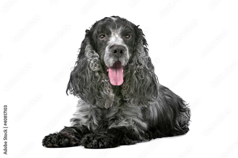 Light Blue Roan Cocker Spaniel