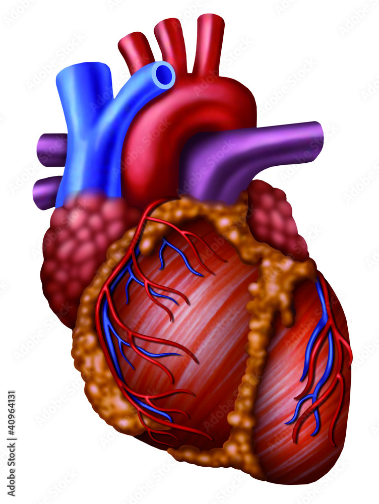 the carazón ilustración de Stock | Adobe Stock