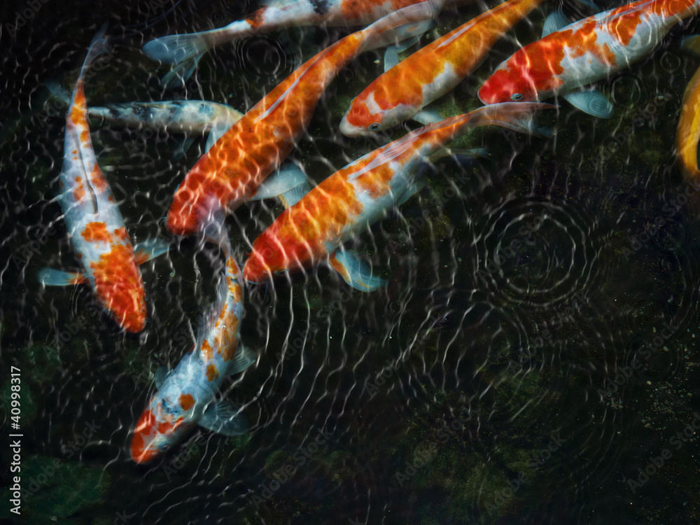 Koi fish with water ripple Stock Photo | Adobe Stock