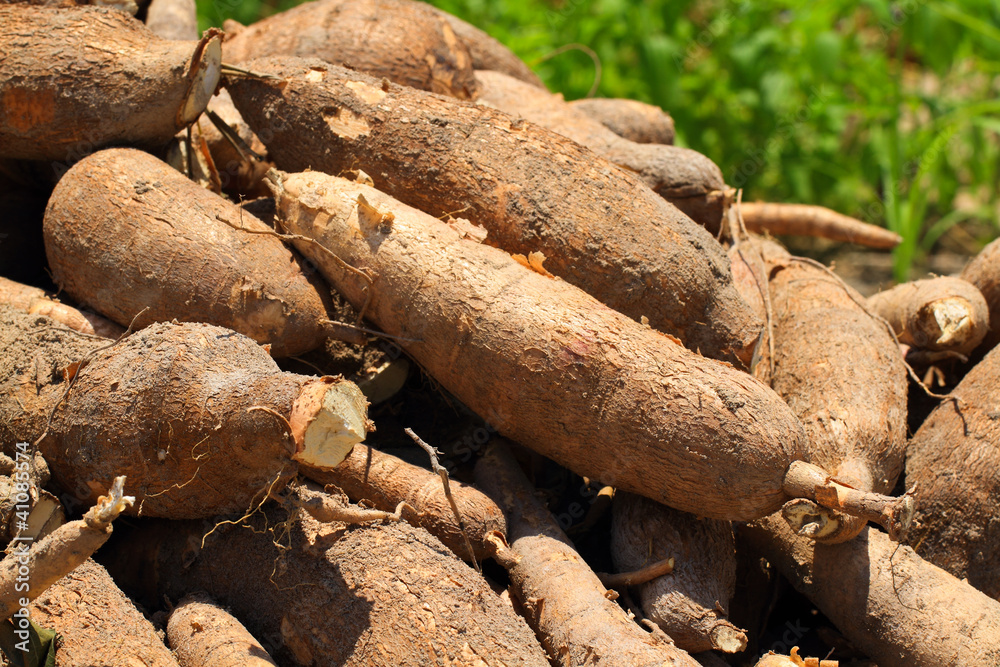 Tapioca root. Stock Photo | Adobe Stock
