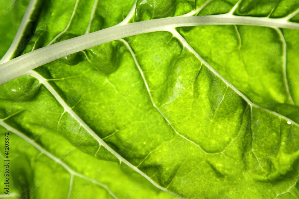 Leaf Stock Photo | Adobe Stock