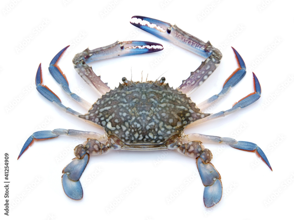 Blue crab isolated on white background Stock Photo | Adobe Stock