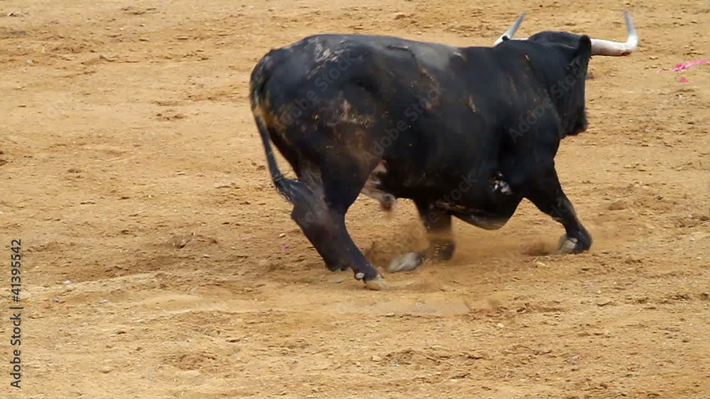 falling bull in the bullring. Powerful spanish bull Stock Video | Adobe ...