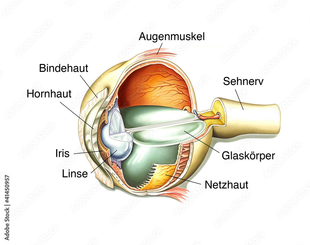 Auge Im Querschnitt