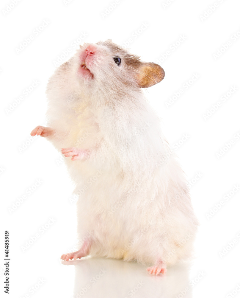 Cute hamster standing isolated white Stock Photo | Adobe Stock