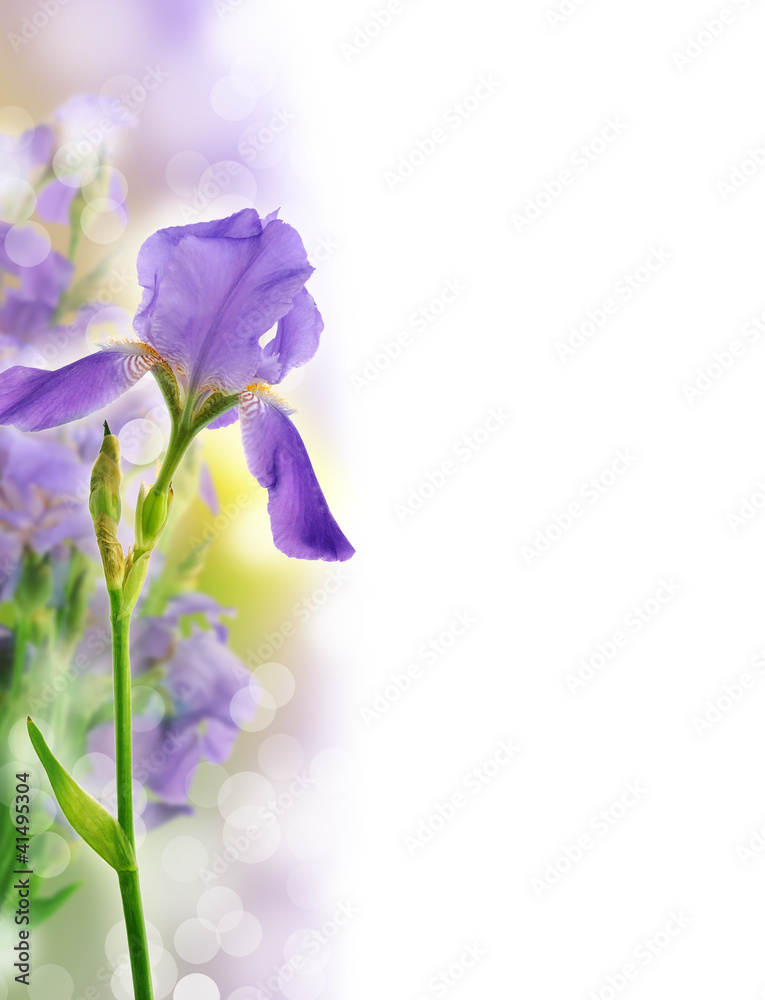 Beautiful iris flower background Stock Photo | Adobe Stock