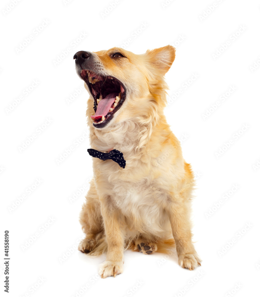 Cane cantante Stock Photo | Adobe Stock