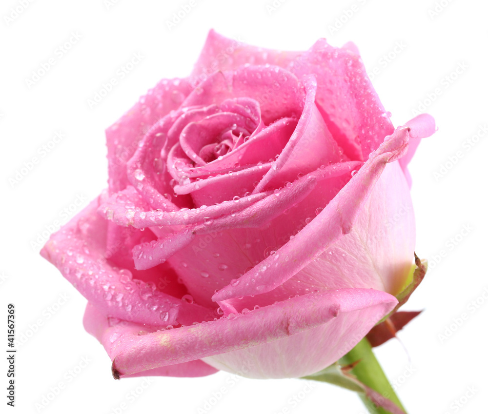 beautiful pink rose with drops close up, isolated on white Stock Photo ...