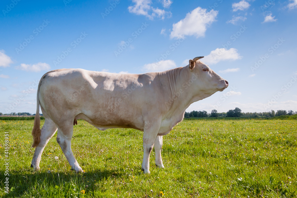White cow with horns posing in a typical Dutch landscape Stock Photo ...