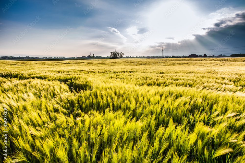 Wheat Field Stock Photo | Adobe Stock