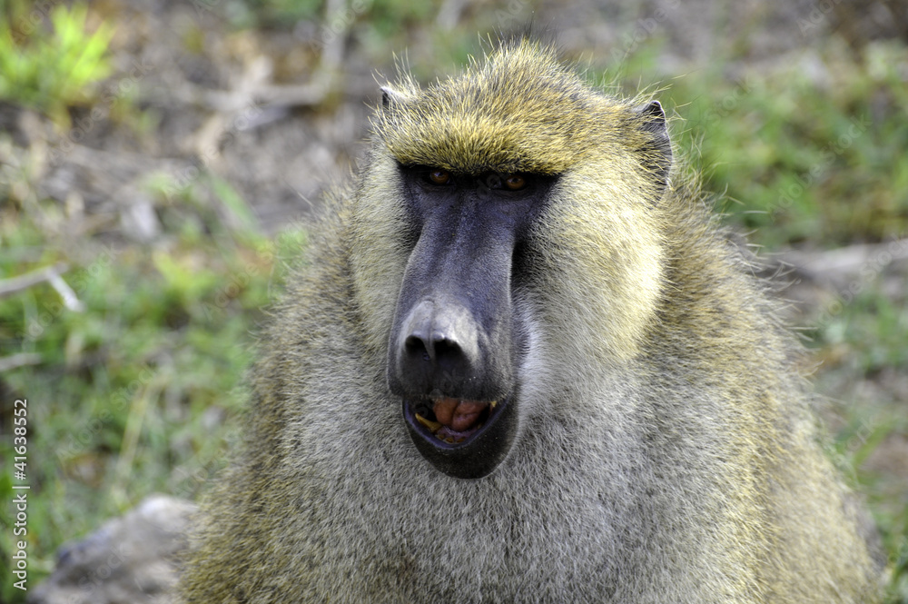 Funny Monkey Face