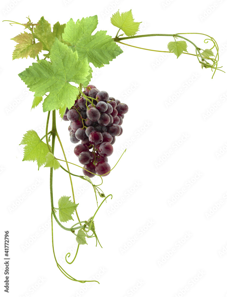 grappe de raisin et feuilles de vigne Stock Photo | Adobe Stock
