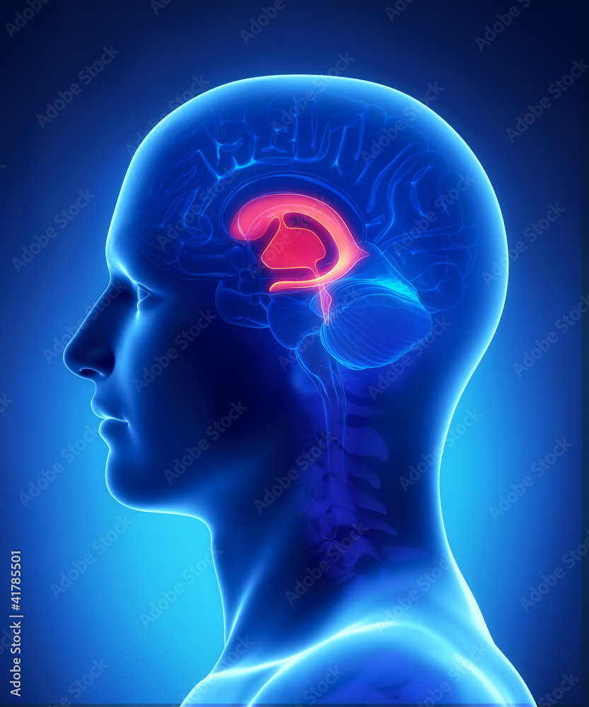 Brain VENTRICLES anatomy - cross section Stock Illustration | Adobe Stock