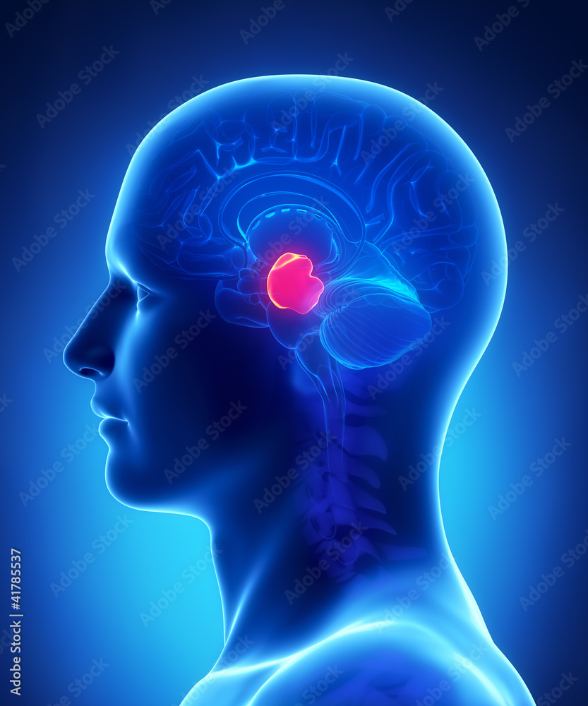Brain anatomy MIDBRAIN - cross section Stock Illustration | Adobe Stock