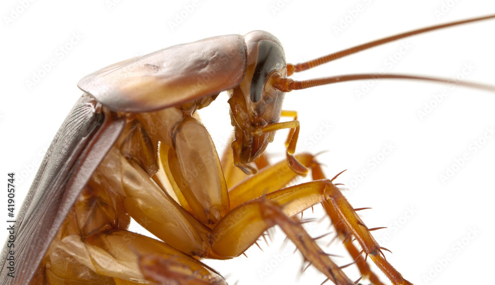 cancrelat, blatte, cafard foto de Stock | Adobe Stock