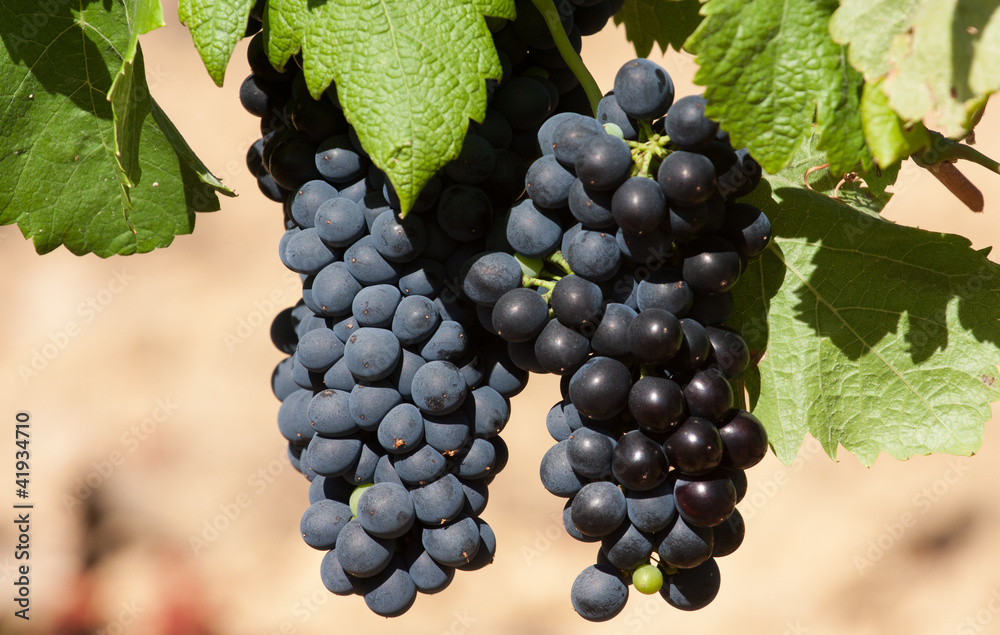 raisin noir Stock Photo | Adobe Stock