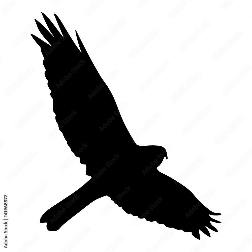 Falke Stock-Vektorgrafik | Adobe Stock