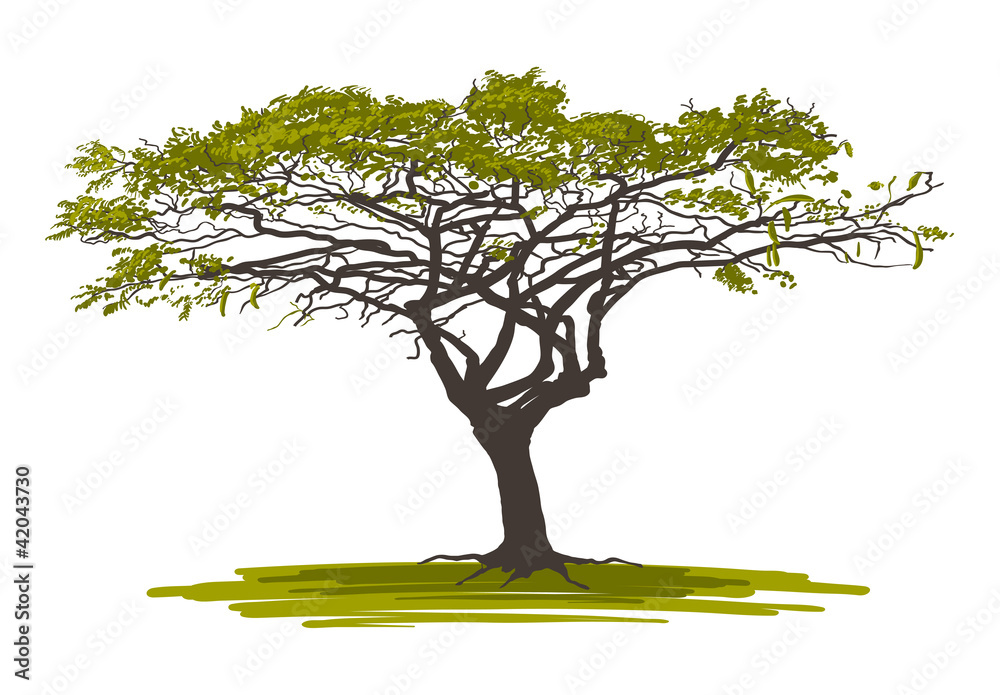 Acacia Tree Clipart