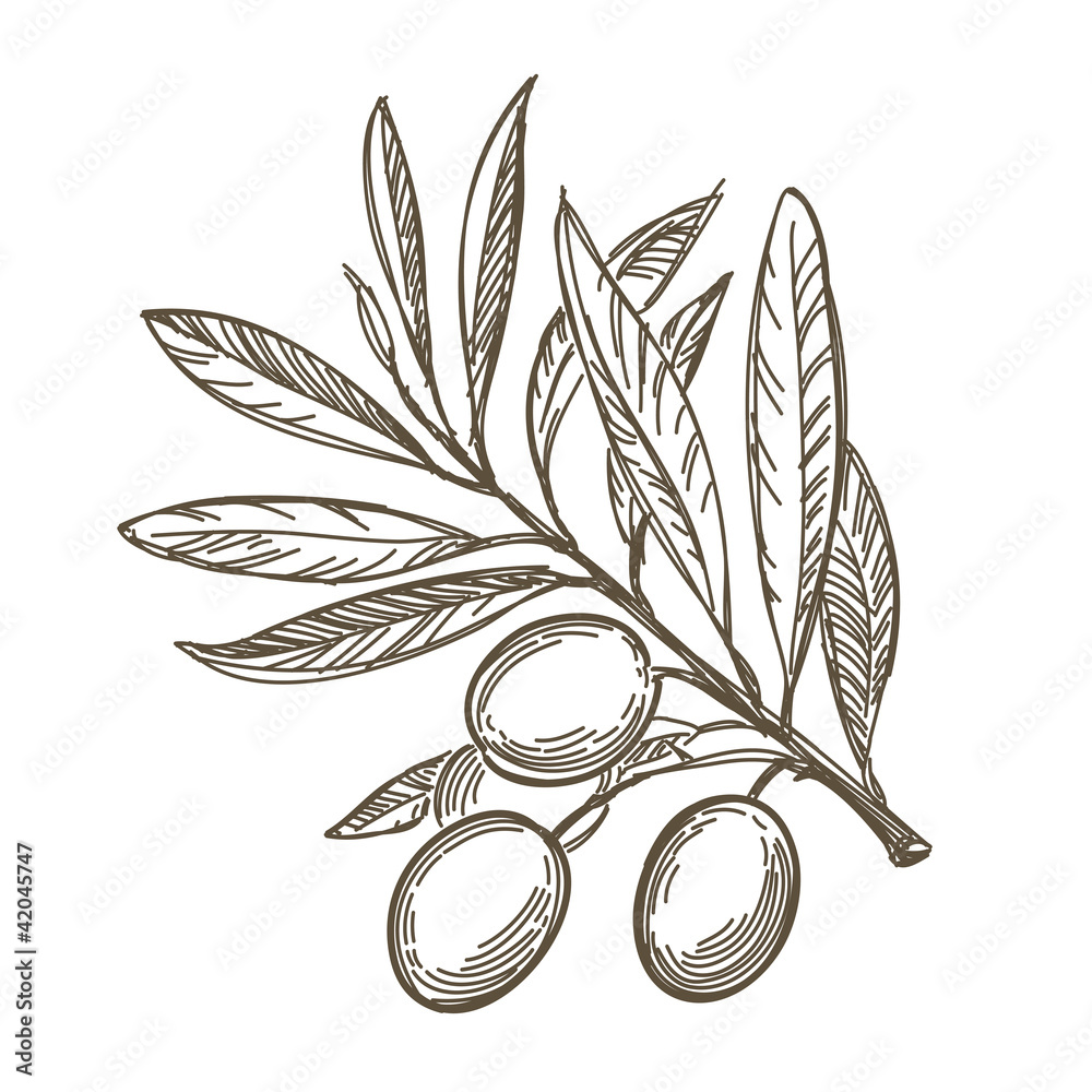 Vector sketch of olive tree branch Stock Vector | Adobe Stock